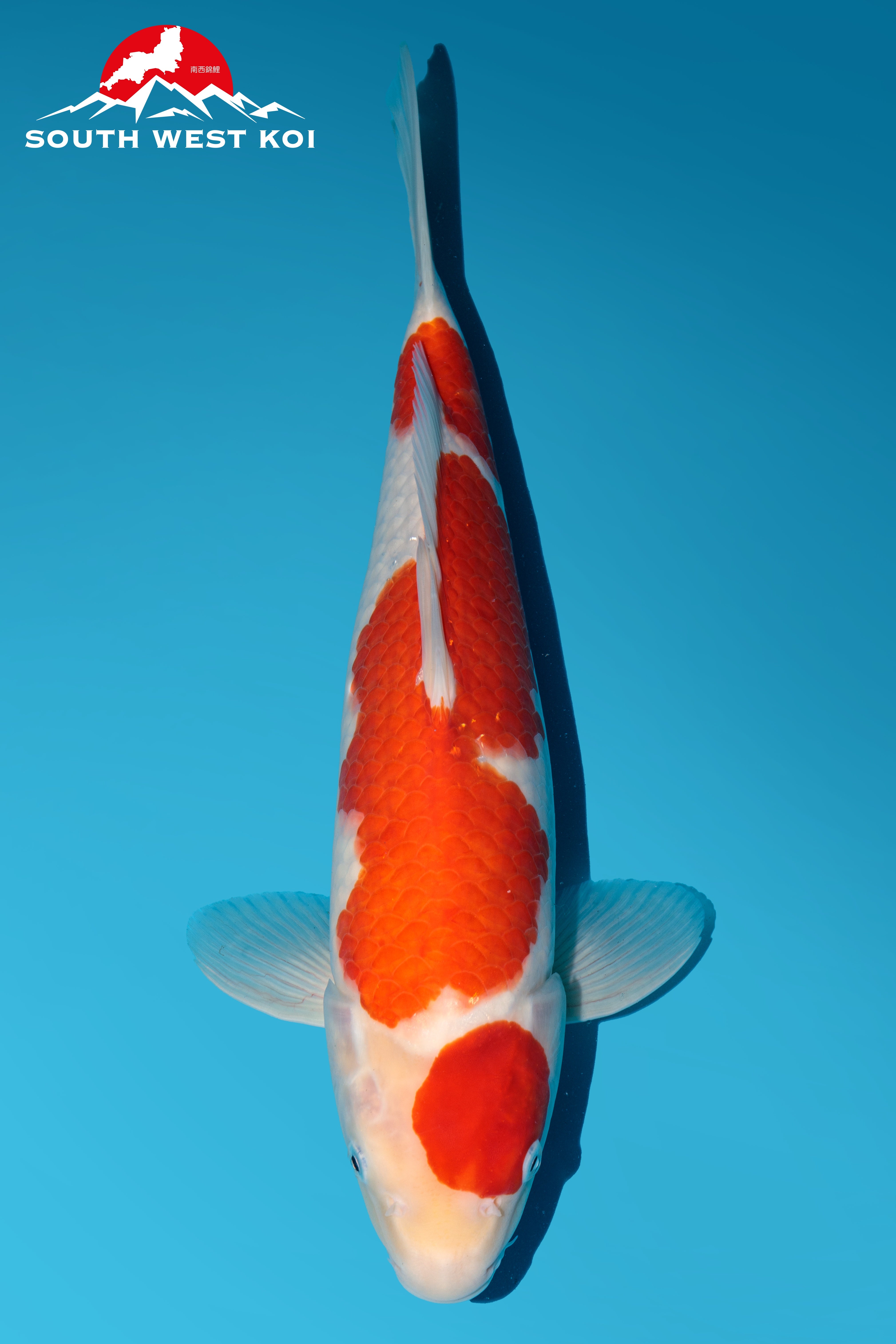 South West Koi, Japanese Koi Fish – Southwest Koi