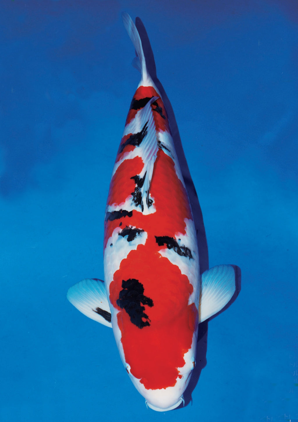 Southwest Koi